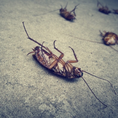 Do It Yourself Pest Control Store is a Pest Control Store in Anderson ...