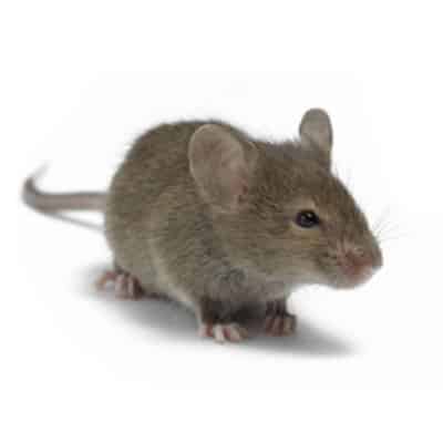 Do It Yourself Pest Control Store is a Pest Control Store in Anderson ...